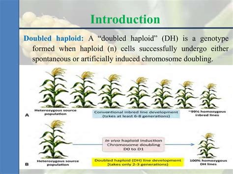 Doubled Haploid Technology For Line Development In Maize Pptx