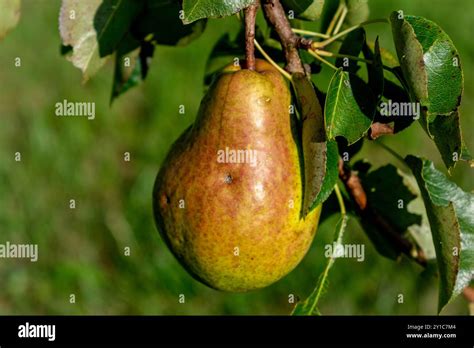 Pear On A Young Pear Tree In A Garden Different Varieties William