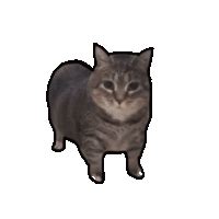 猫oiiaoiia旋转猫cat Oiiaoiia Spinning Cat图片 动图 免费下载 爱给网