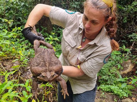 Giant Cane Toad Discovered In Australia Dubbed ‘toadzilla