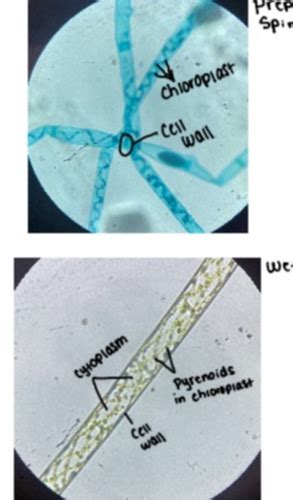 Lab Final Flashcards Quizlet