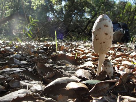 Beneath Oak Trees By Topanga Fur Affinity Dot Net
