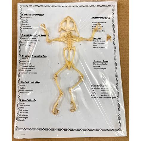 project skeleton frog with label whole skeleton single shopee philippines