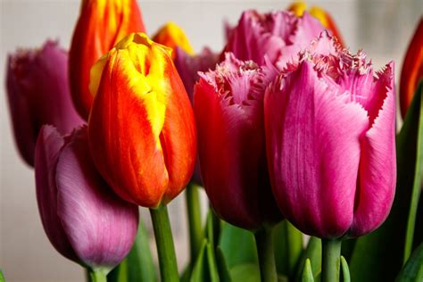 무료 이미지 꽃들 꽃잎 자연 화려한 꽃밭 냄새 생활 행복 여름 정원 마을 농촌 지역 노랑 빨간 마젠타 담홍색 꽃 피는 식물 식물학 빛