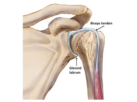 Shoulder Anatomy