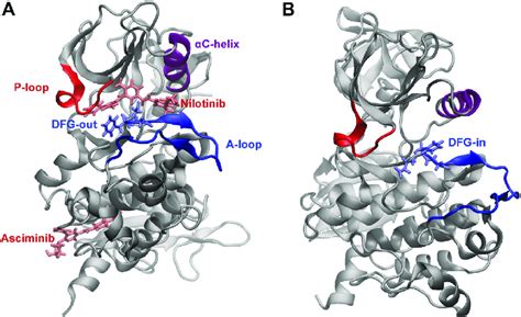 Structures Of The Inactive State Bound To Asciminib And Nilotinib And