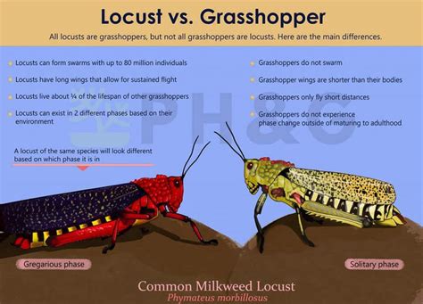 Locusts Vs Grasshoppers 4 Key Differences Peppers Home And Garden