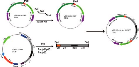 Construction Of Pbs 135136 Hil 12 Egfp The Cloning Plasmid Pbs