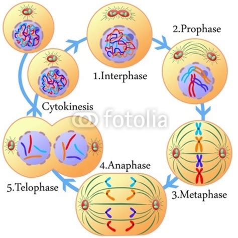 Genetics Review And Test Quiz For Sbi3u Hubpages