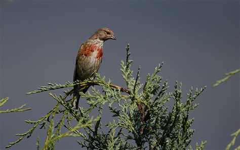Linnet Common Bird Free Photo On Pixabay Pixabay