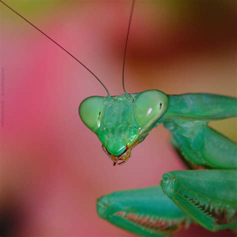 Mantis Matilda Daniel Biegler