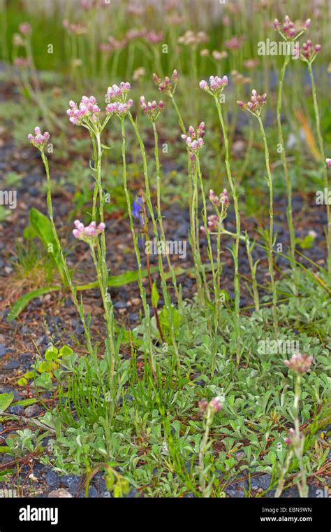 Mountain Everlasting Catsfoot Cudweed Stoloniferous Pussytoes Cats