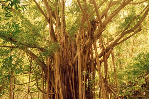 The Eternal Banyan Tree Meaning And Symbolism Symbol Sage