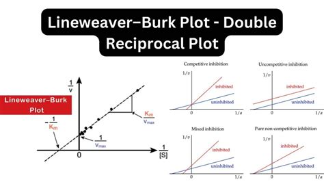 lineweaver burk plot double reciprocal plot biology notes online