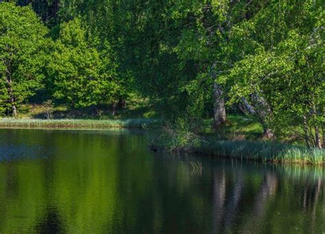 Forest Near Water Images Free Download On Freepik