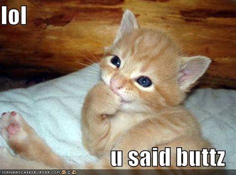 Funny Pictures Kitten Likes Stupid Jokes Icanhascheezburge… Flickr