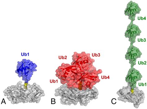 14 Surprising Facts About Ubiquitin Tagging