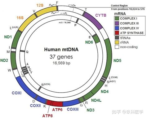 国自然热点研究 基于高通量测序数据分析人类线粒体基因组 知乎