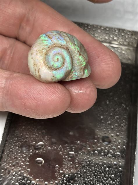 Opal Fossils Desert Opals