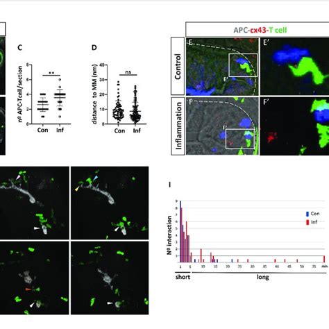 Ccr9 Ccl25 Control Apc T Cell Interaction In The Posterior Intestine Download Scientific