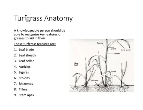 Turfgrass Anatomy Pdf