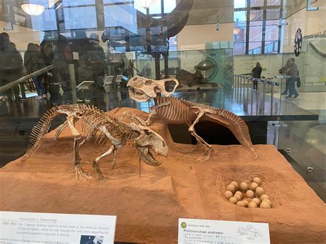 Protoceratops With Eggs By Tigerclaw82 On Deviantart