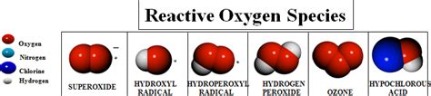 Reactive Oxygen Species