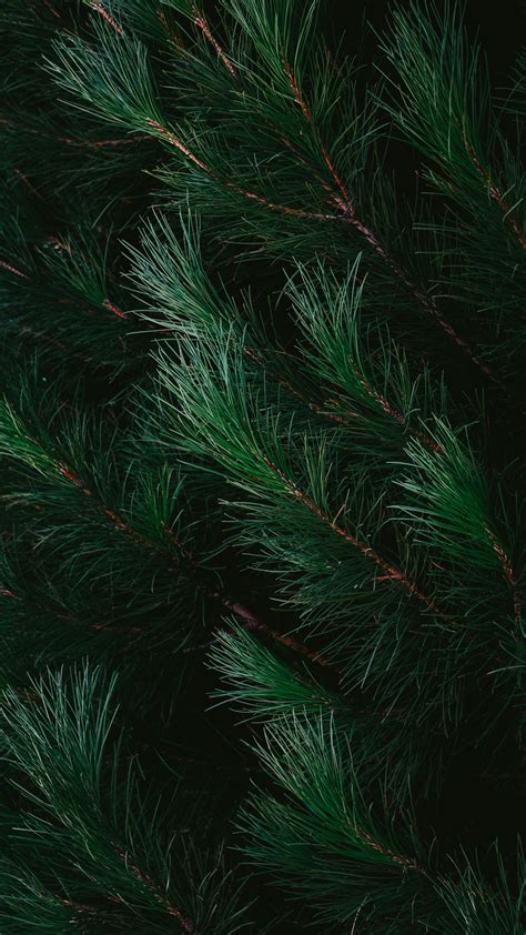 Pine Branch Texture Photos Download The Best Free Pine Branch Texture