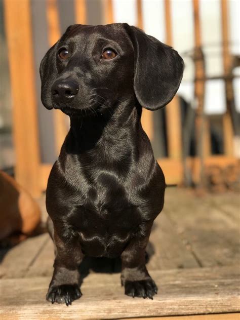 Solid Black Dachshund Puppies