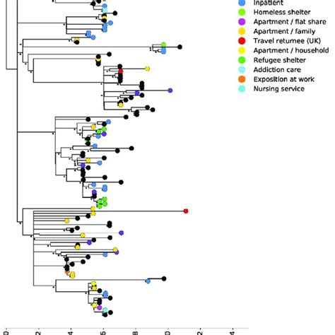 Phylogenetic Tree Of Sars Cov 2 Sequences Maximum Likelihood Tree