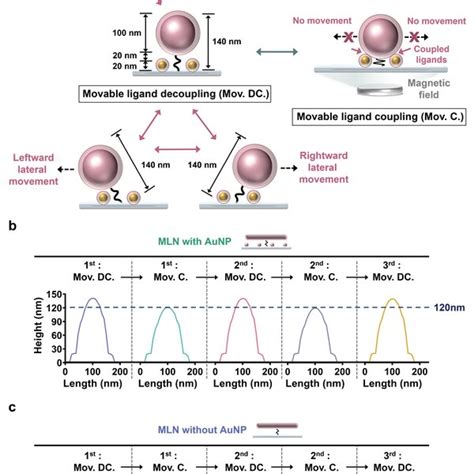 Remote Control Of Ligand Coupling By Manipulating The Mlns A