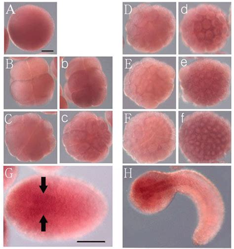 Development And Reproduction