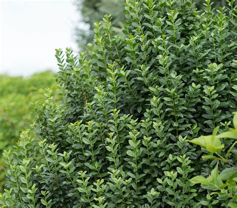Fertilizing Privet Plant Addicts
