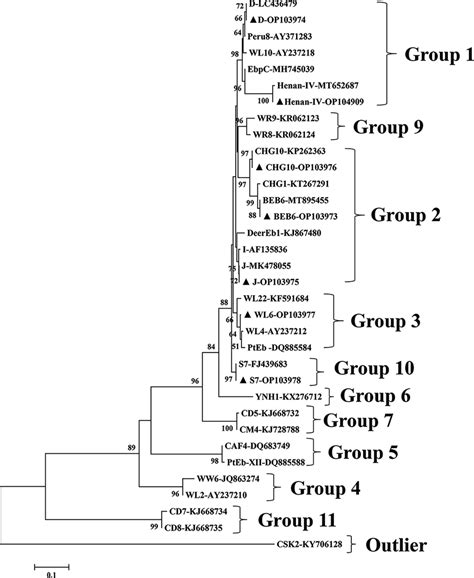 Neighbor Joining Tree Based On E Bieneusi Its Sequences Genotypes
