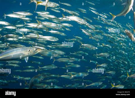 Chub Mackeral School Scomber Japonicus Guadalupe Island Baja California