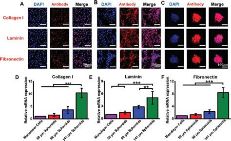 Characterization Of Extracellular Matrix Proteins Ac Download Scientific Diagram