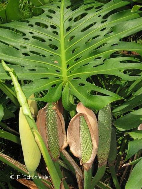 Монстера — Monstera - Каталог комнатных растений - Энциклопедия ...