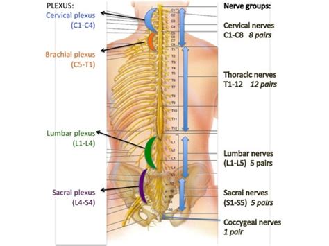 Spinal Nerve Plexus Identification Flashcards Quizlet