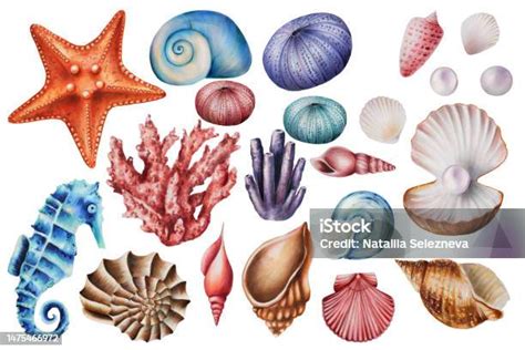 산호 성게 말 조개 껍질로 설정된 수채화 흰색 고립된 배경에 수중 생물 물체를 손으로 칠하는 클립아트 디자이너 장식 엽서 포장지 스크랩북 표지 초대장 웨딩 디자인 포스터 및