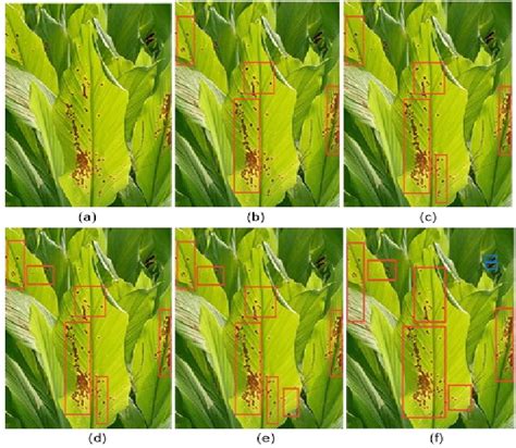 Figure 1 From Early Detection Of Major Diseases In Turmeric Plant Using