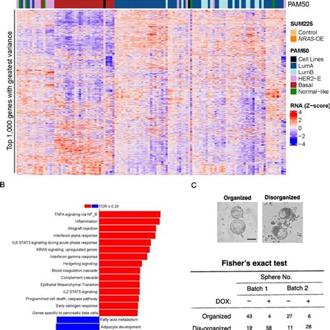 Nras Overexpression Induces Basal Like Features In A Human Luminal Dcis Download Scientific