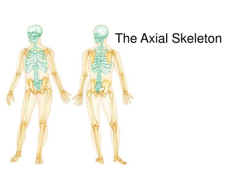 PPT The Axial Skeleton PowerPoint Presentation Free Download ID