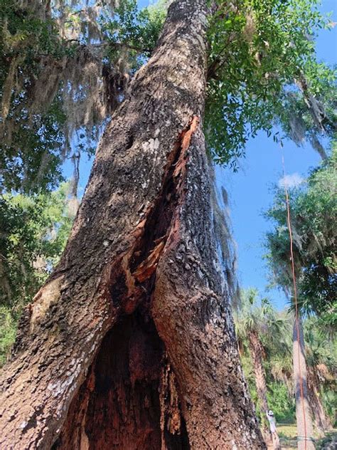 Tree Risk Assessment Brevard County Florida