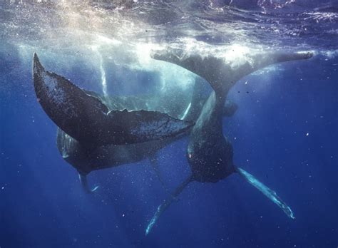 Two Male Humpback Whales Were Photographed Having Sex DeeperBlue Com