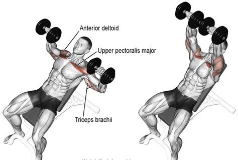Pectoralis Major And Minor Exercises
