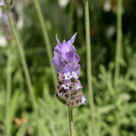 How To Care For French Lavender Lavandula Dentata