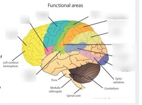 Functional Areas Diagram Quizlet