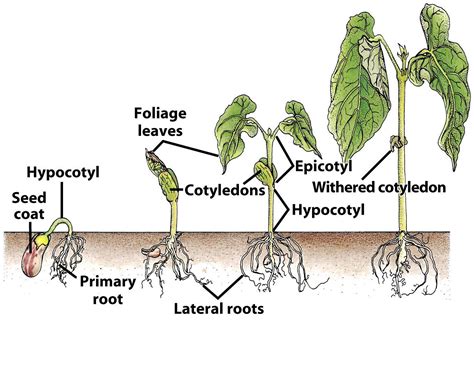 Soybean Plant Diagram