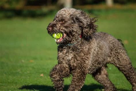 Schwarzer Cockapoo Ausgewachsen