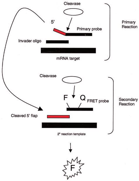 Principles Of Invasive Cleavage And Linear Fluorescence Signal Download Scientific Diagram